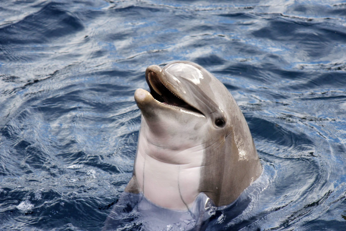 New deal to be signed | Dolphin Discovery to make a comeback in 2020 ...