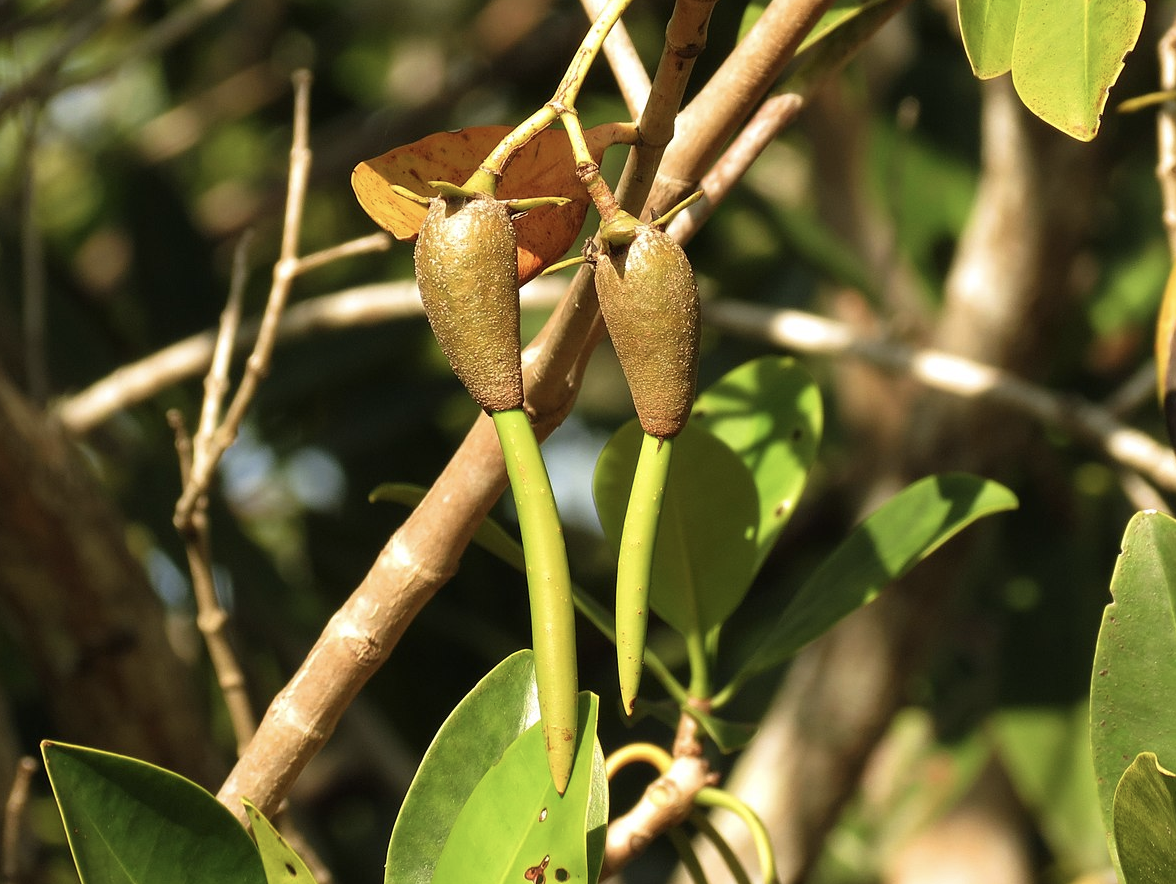 Local mangrove nursery conducts first transfer of seedlings