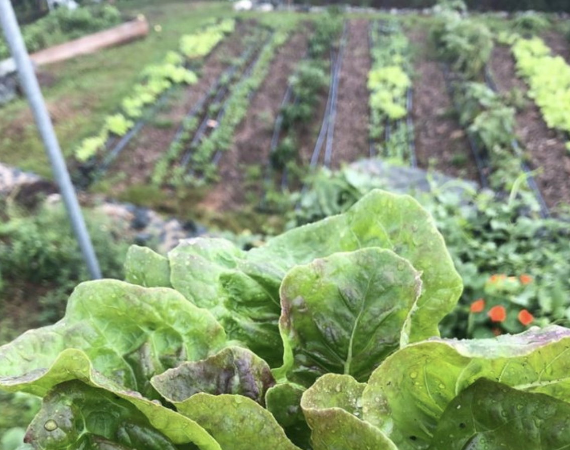 Opposition sceptical as Premier pledges relief for farmers