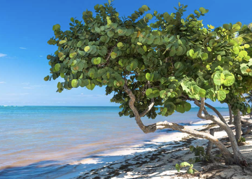 Seagrape replanting initiative honours late Virgin Islanders